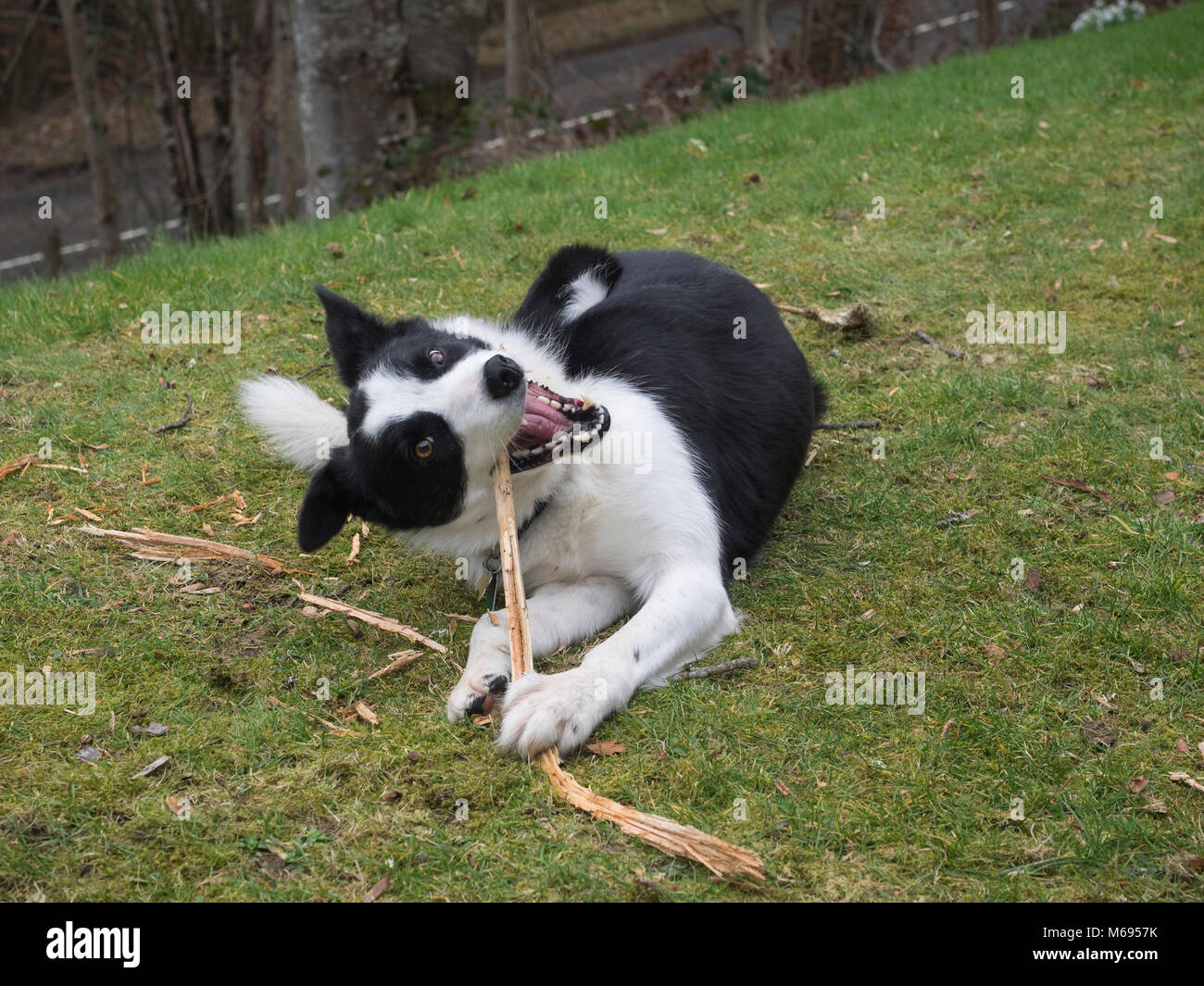 Dog (Border Collie) chewing stick on grass Stock Photo - Alamy