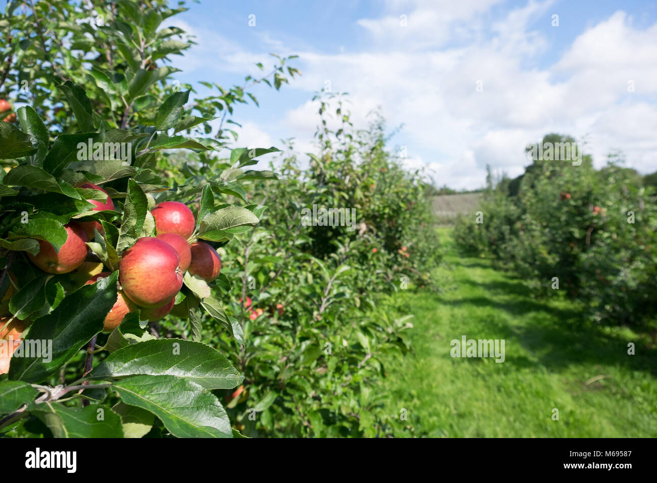 Orchard to table hi-res stock photography and images - Alamy