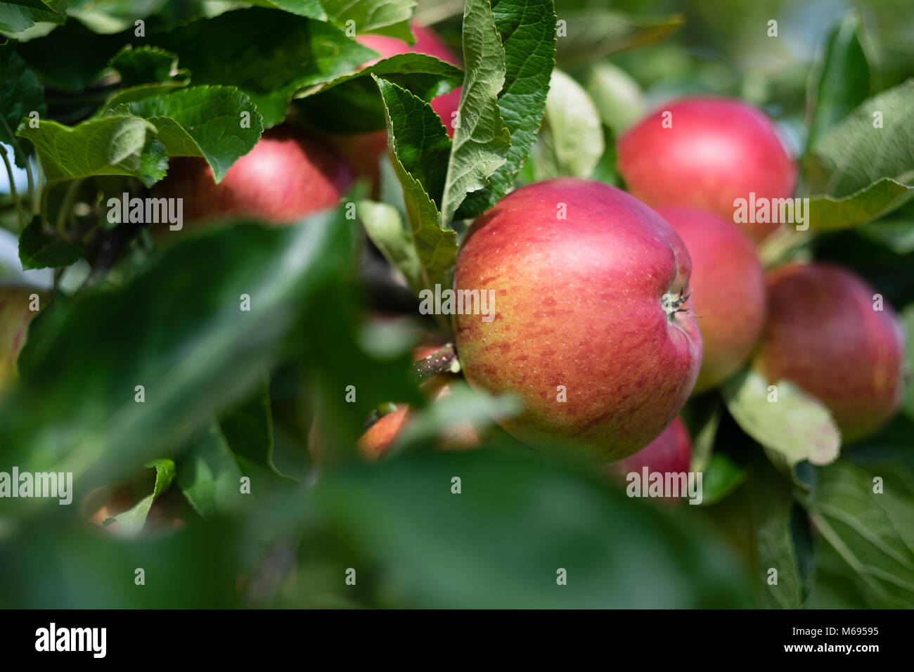 Red apple farm hi-res stock photography and images - Alamy