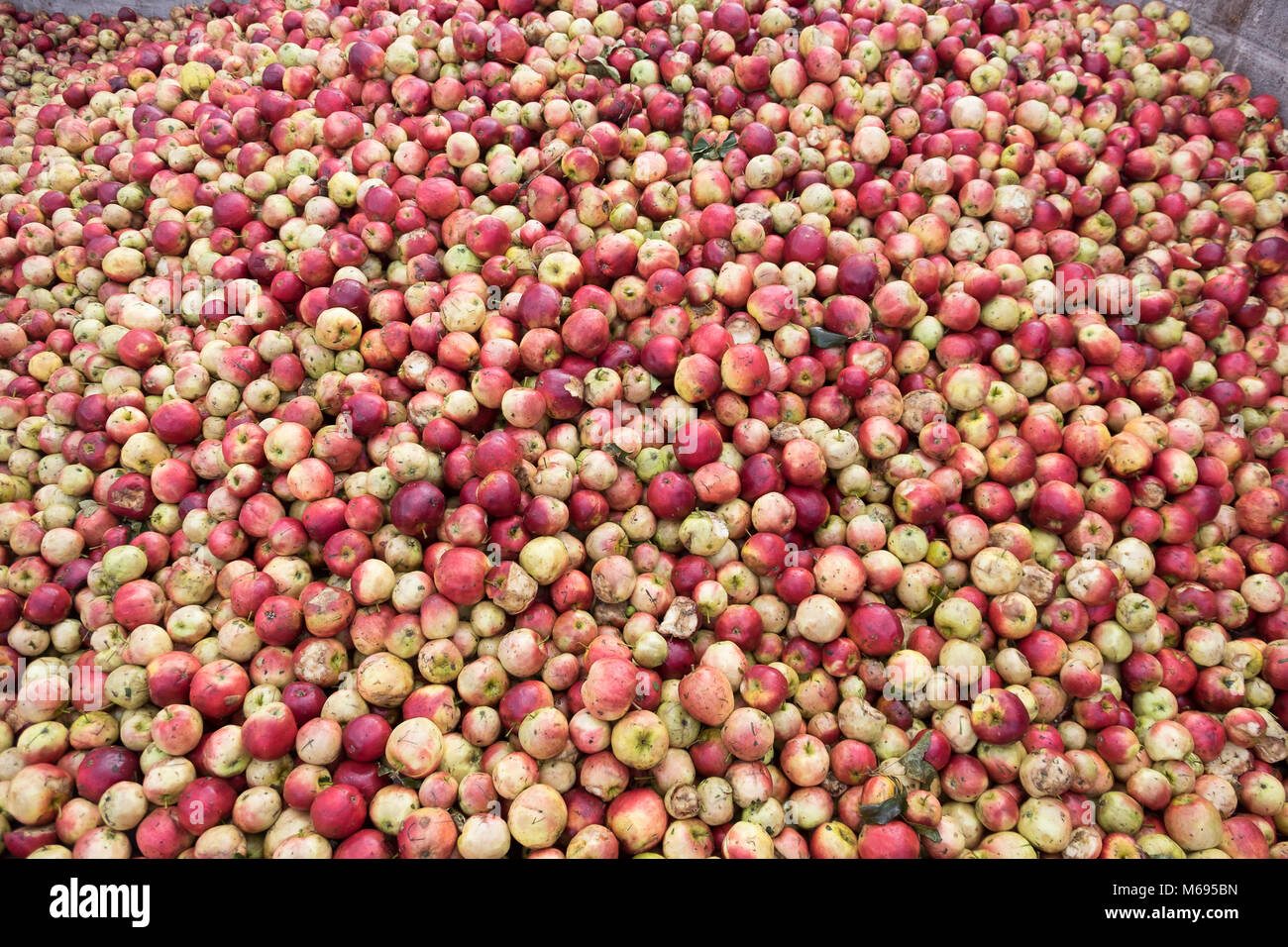 Huge pile of thousands of apples outdoors Stock Photo - Alamy