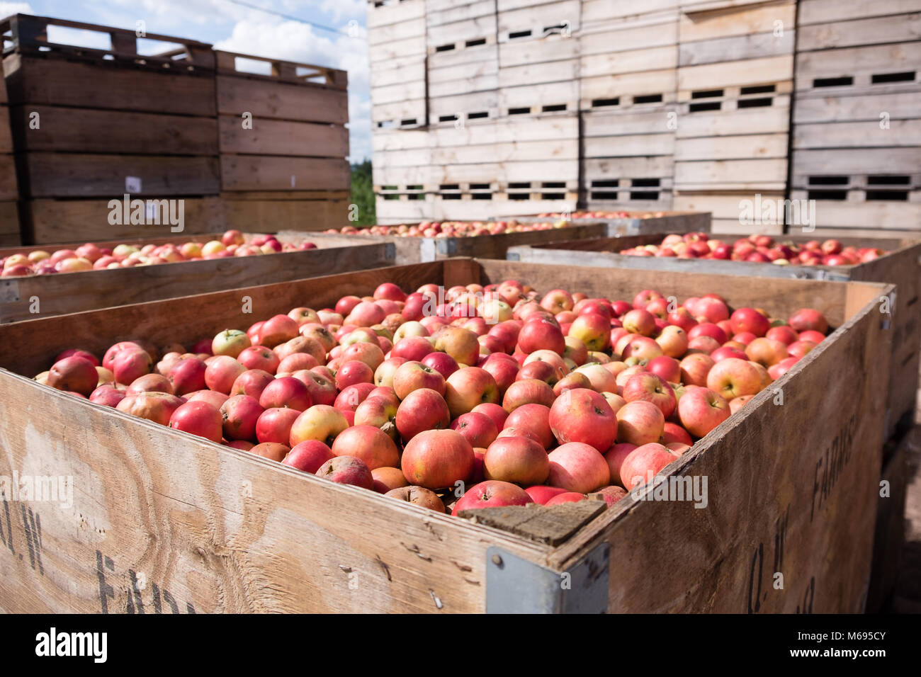 Organic farm apples in hi-res stock photography and images - Alamy
