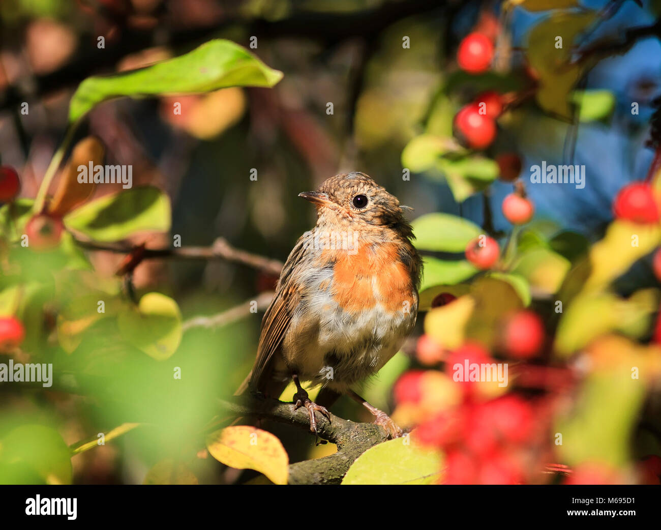 a funny little bird, the European Robin sitting in the garden among the ...
