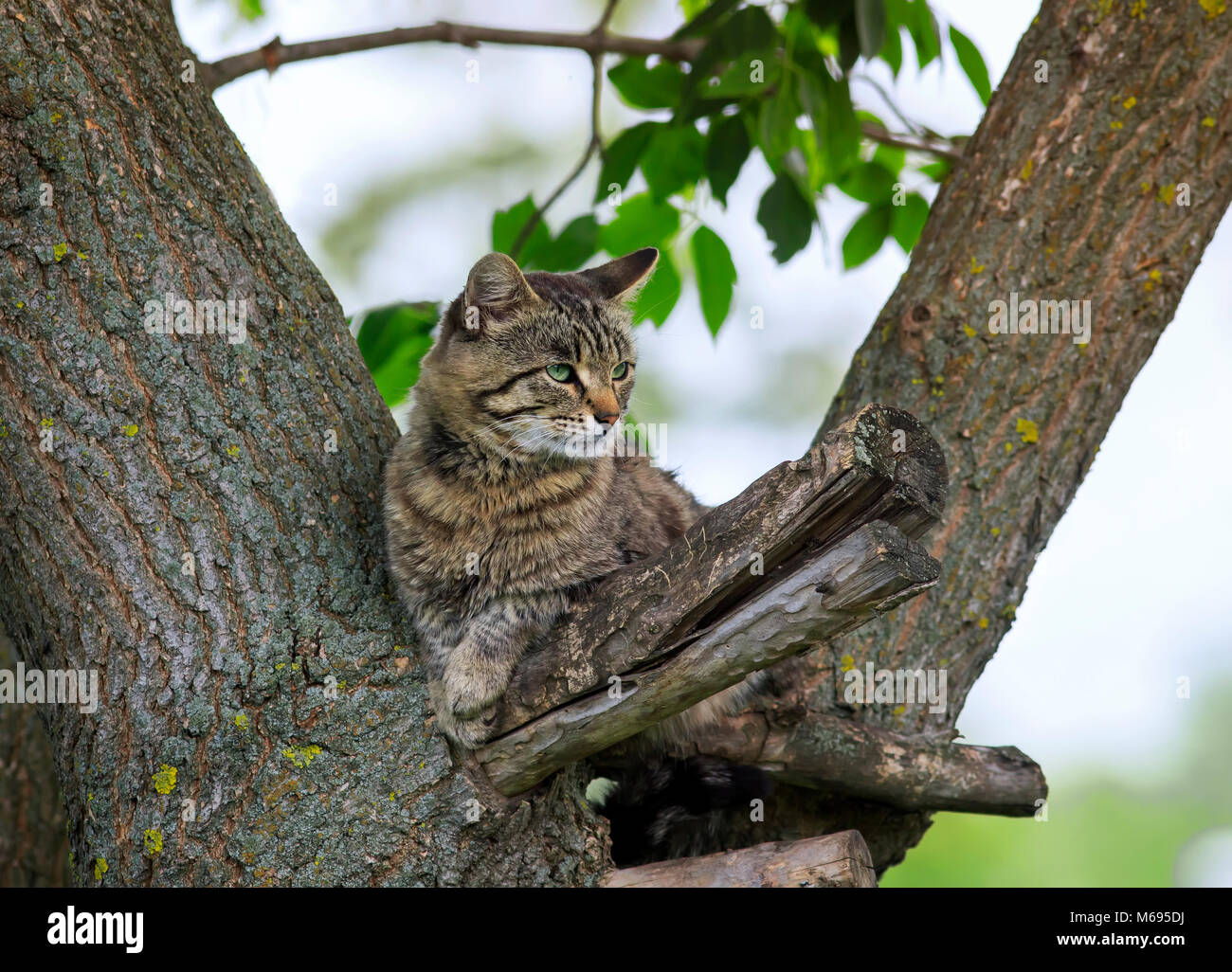 beautiful tabby cat imposingly sprawled on a tree in spring Park Stock ...