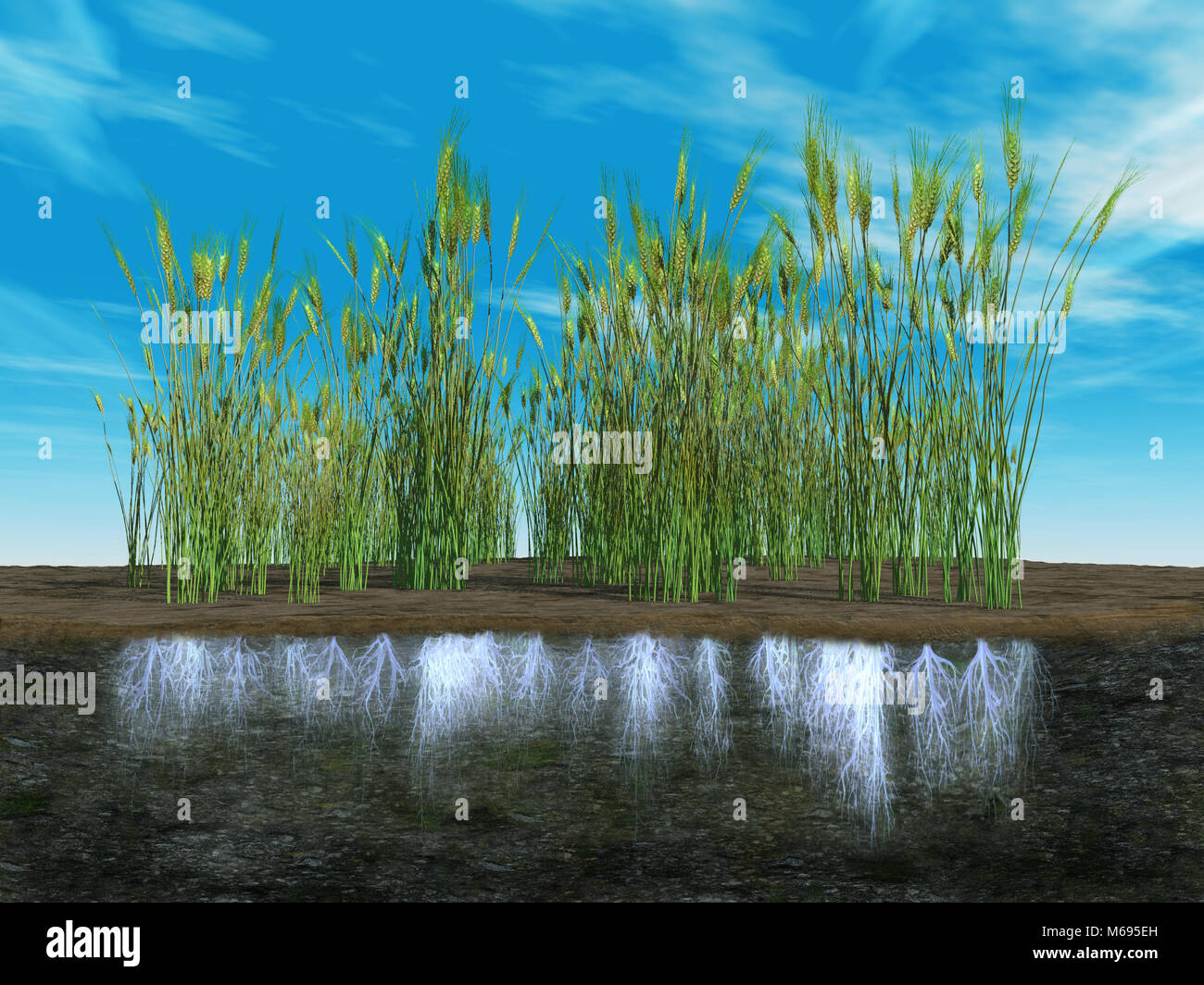 Wheat plant roots hi-res stock photography and images - Alamy