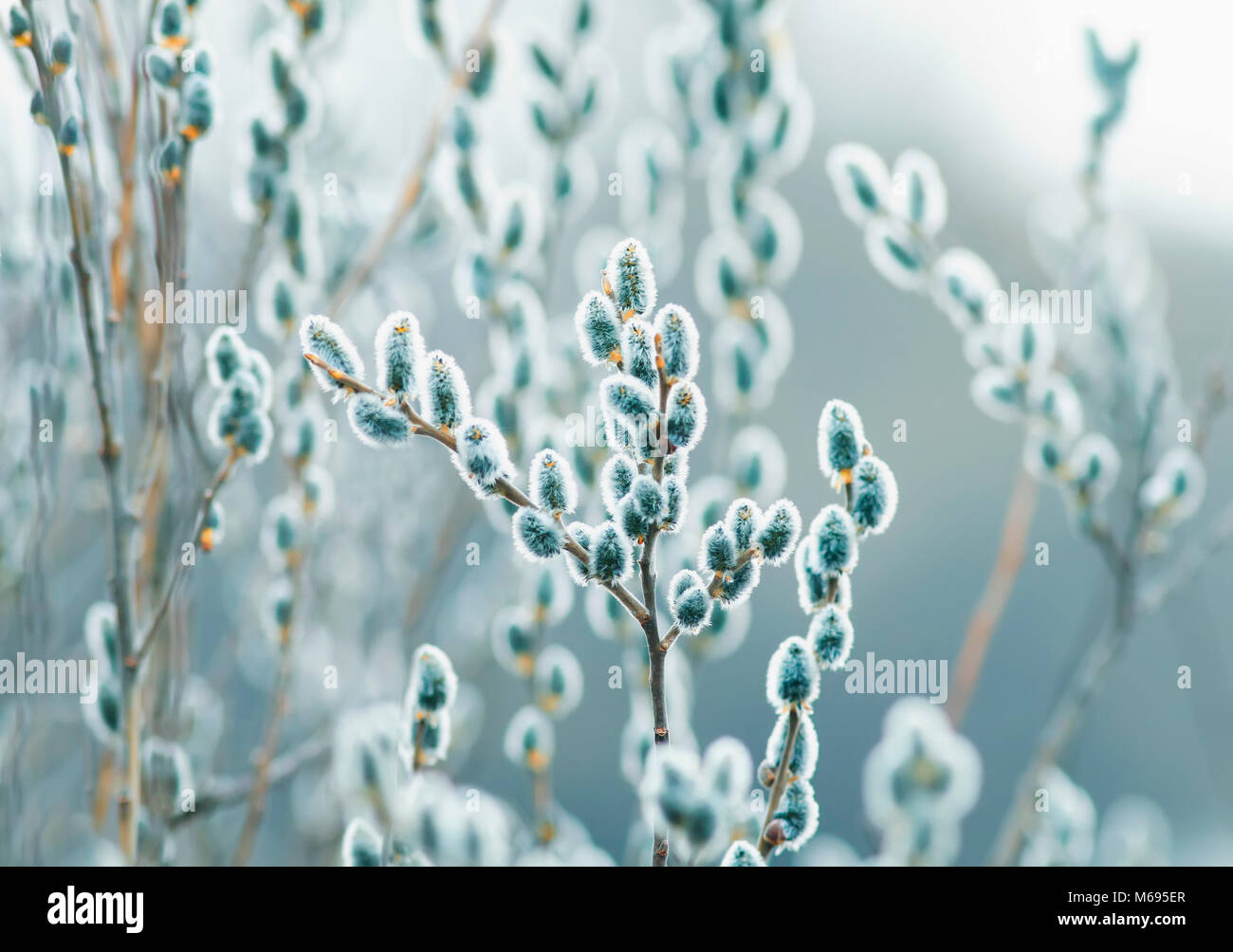fluffy beautiful Easter willow branches bloom in early spring Stock ...