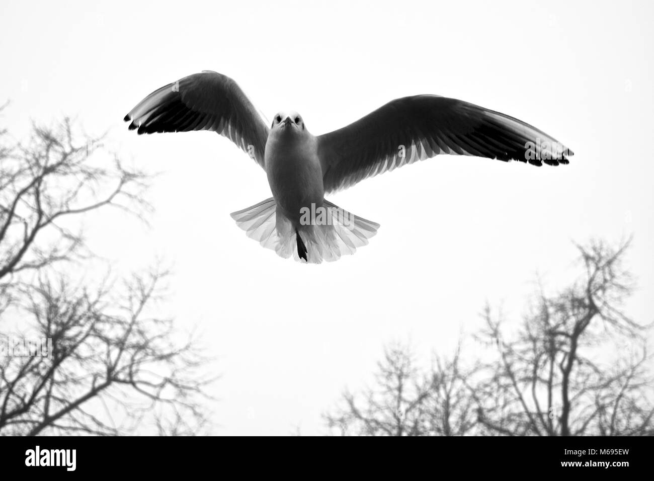 Black seagulls hi-res stock photography and images - Alamy