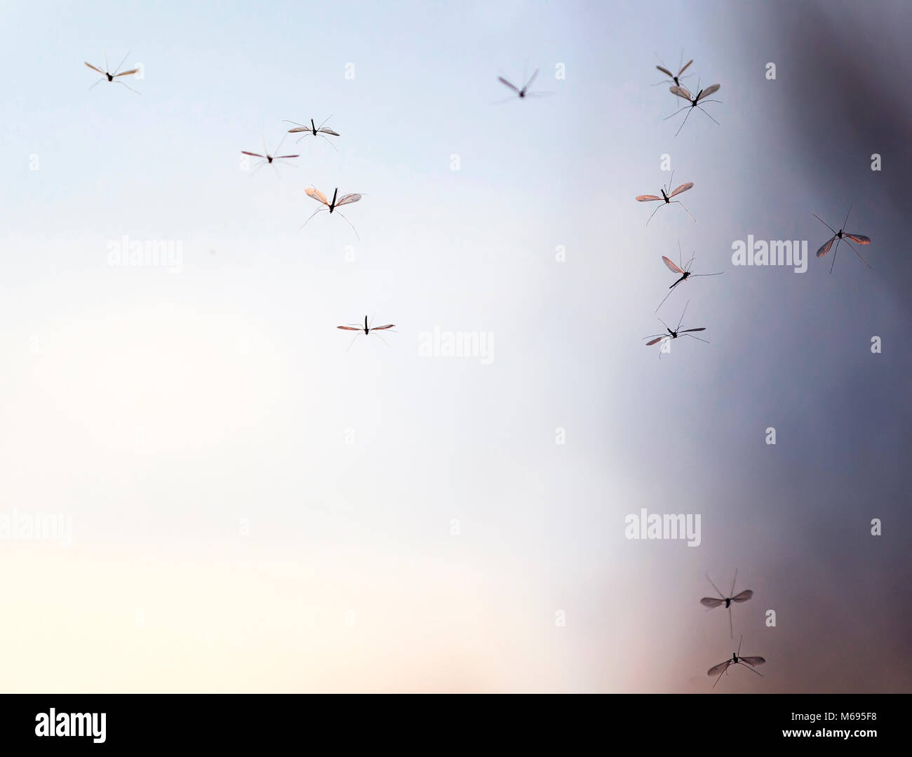 Pesky mosquito hi-res stock photography and images - Alamy
