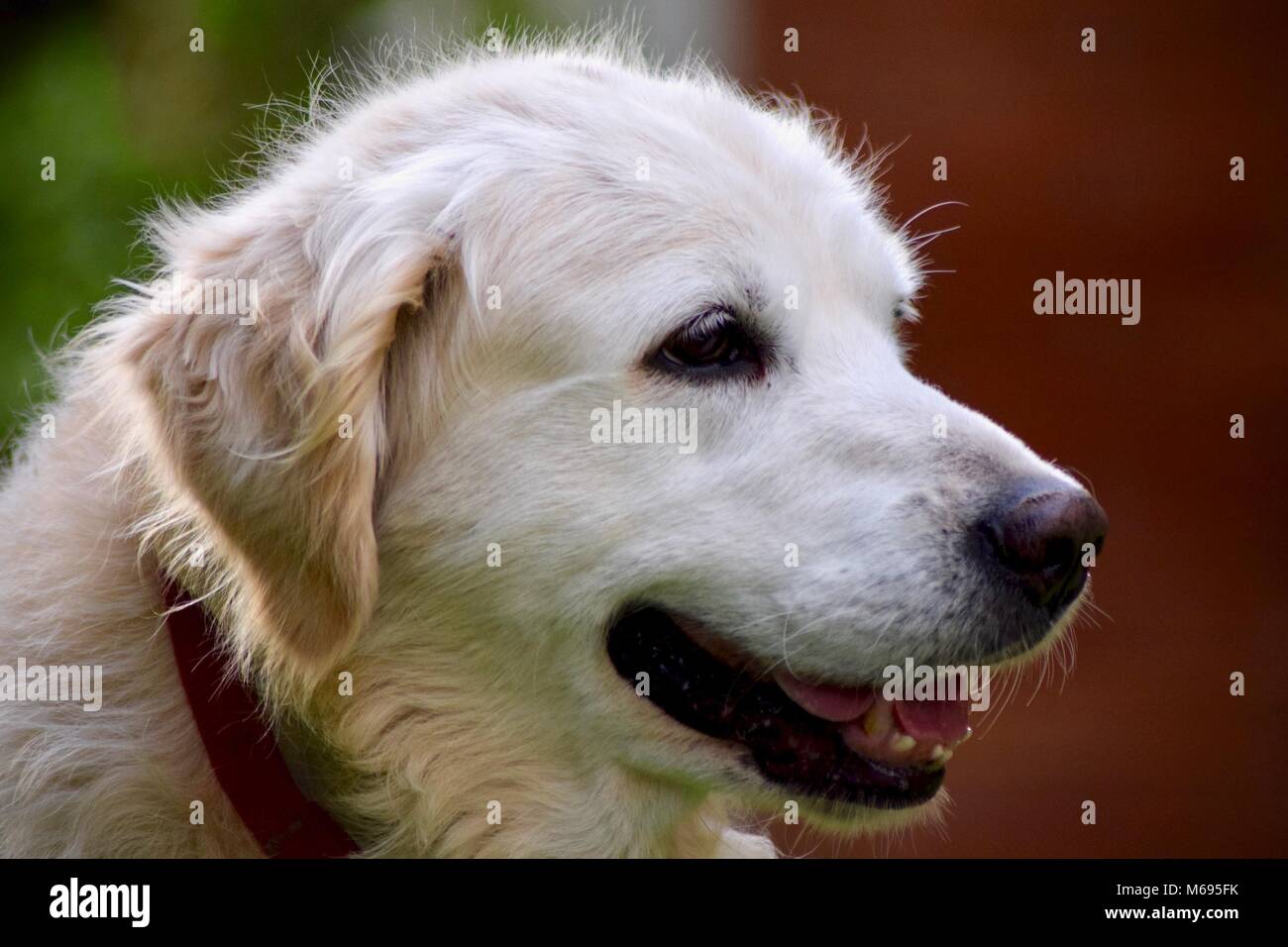 Blurred face dog hi-res stock photography and images - Alamy