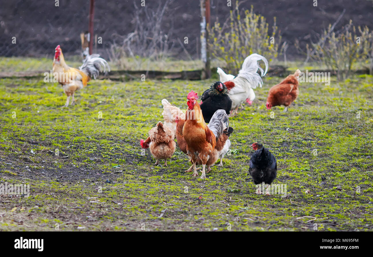 family chickens and roosters walking in the back yard of the farm in ...