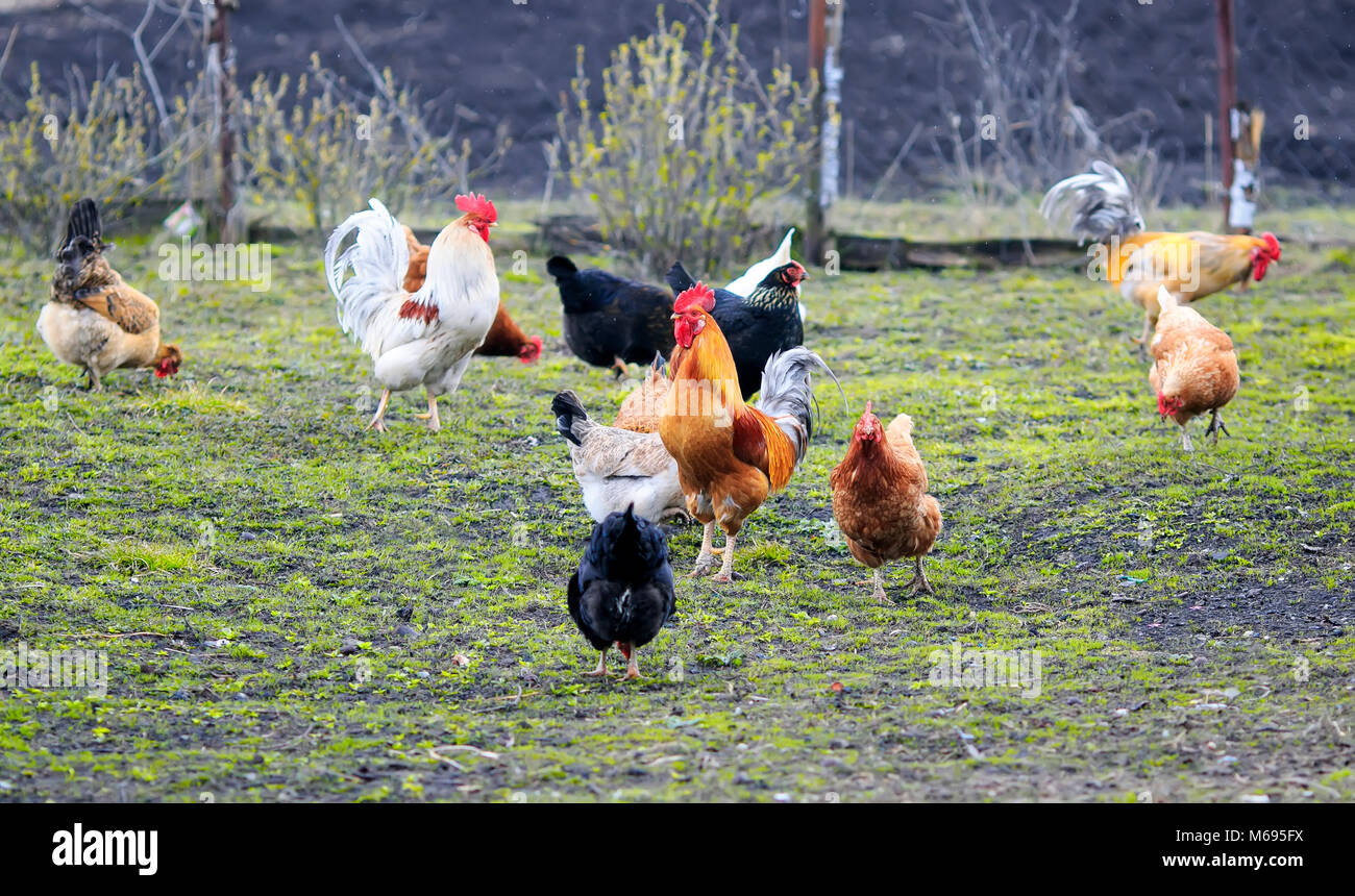 family chickens and roosters walking in the back yard of the farm in ...