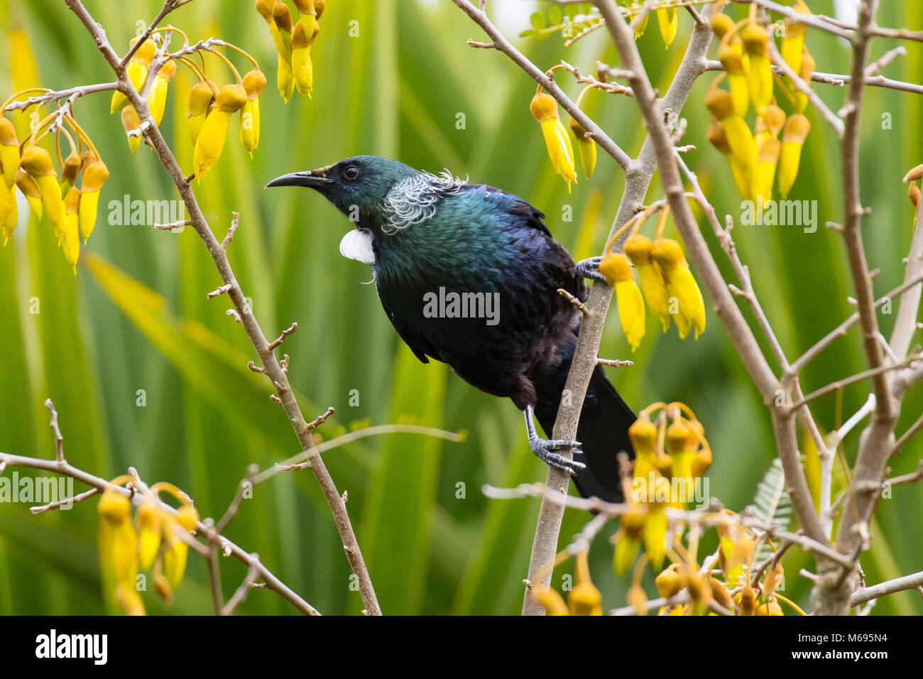 Tui Bird High Resolution Stock Photography and Images - Alamy