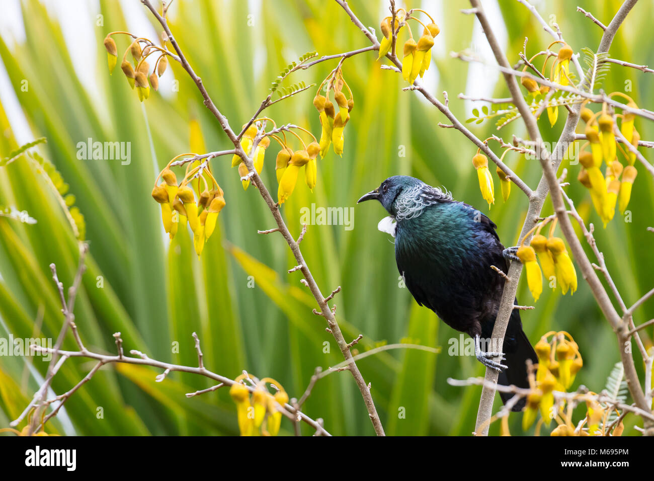 Kowhai tree tui hi-res stock photography and images - Alamy