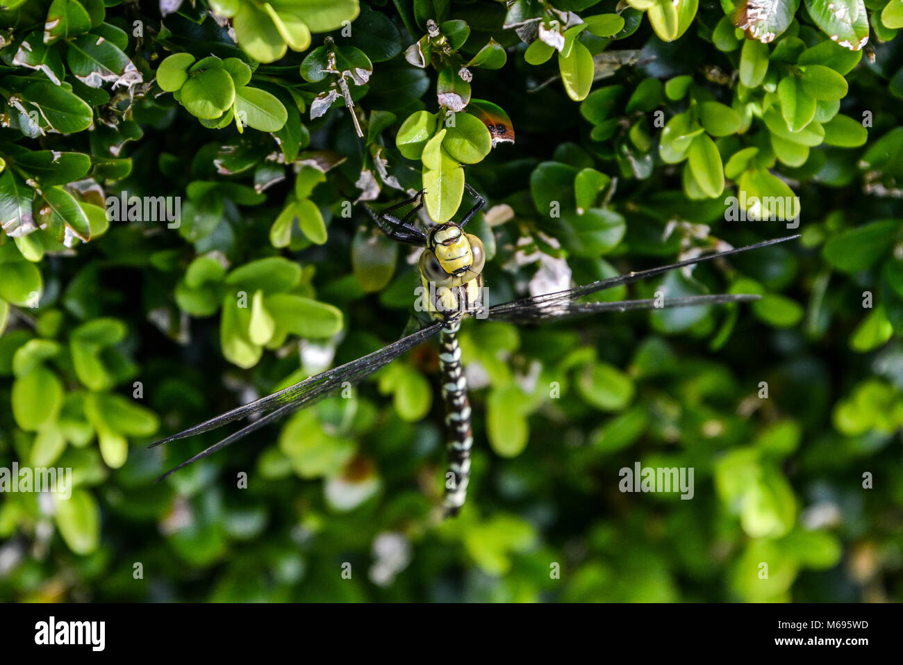 A male southern hawker dragonfly (Aeshna cyanea Stock Photo - Alamy