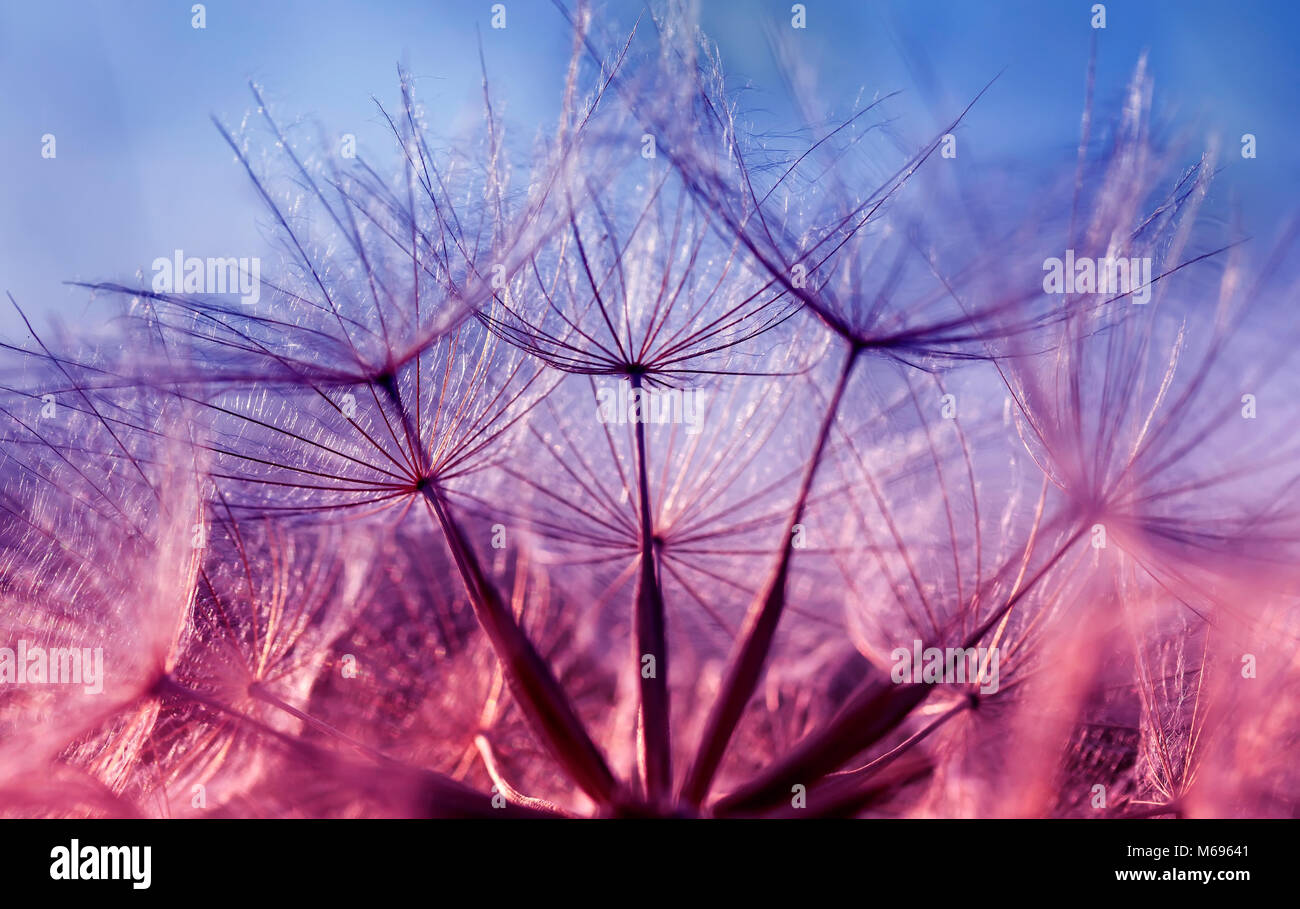 natural backdrop of the fluffy seeds of the dandelion flower close-up ...