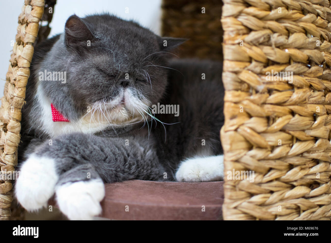 Grey Exotic Shorthair Stock Photo - Alamy