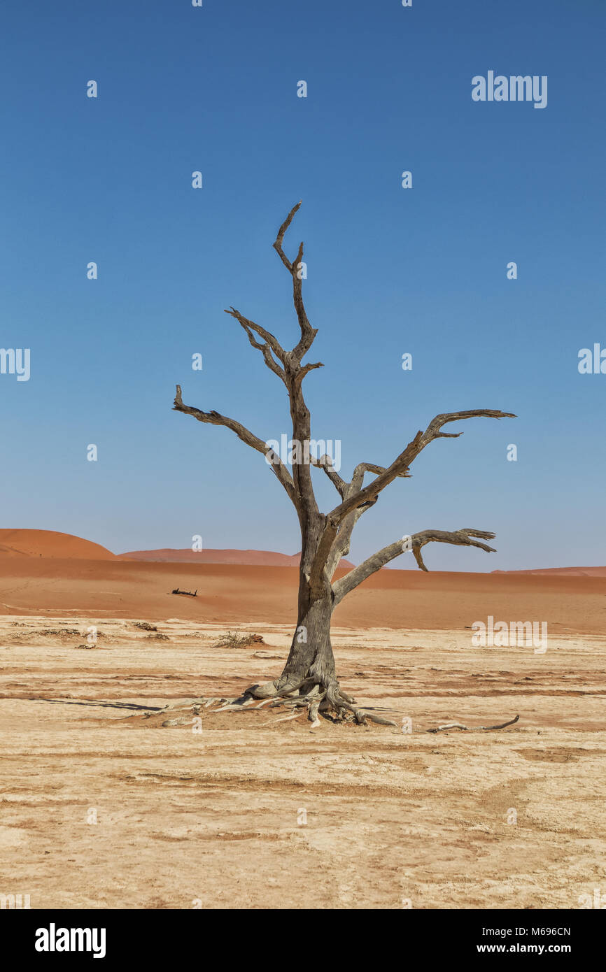 Landscape of death vlei, dead and dry trees with red dunes in ...