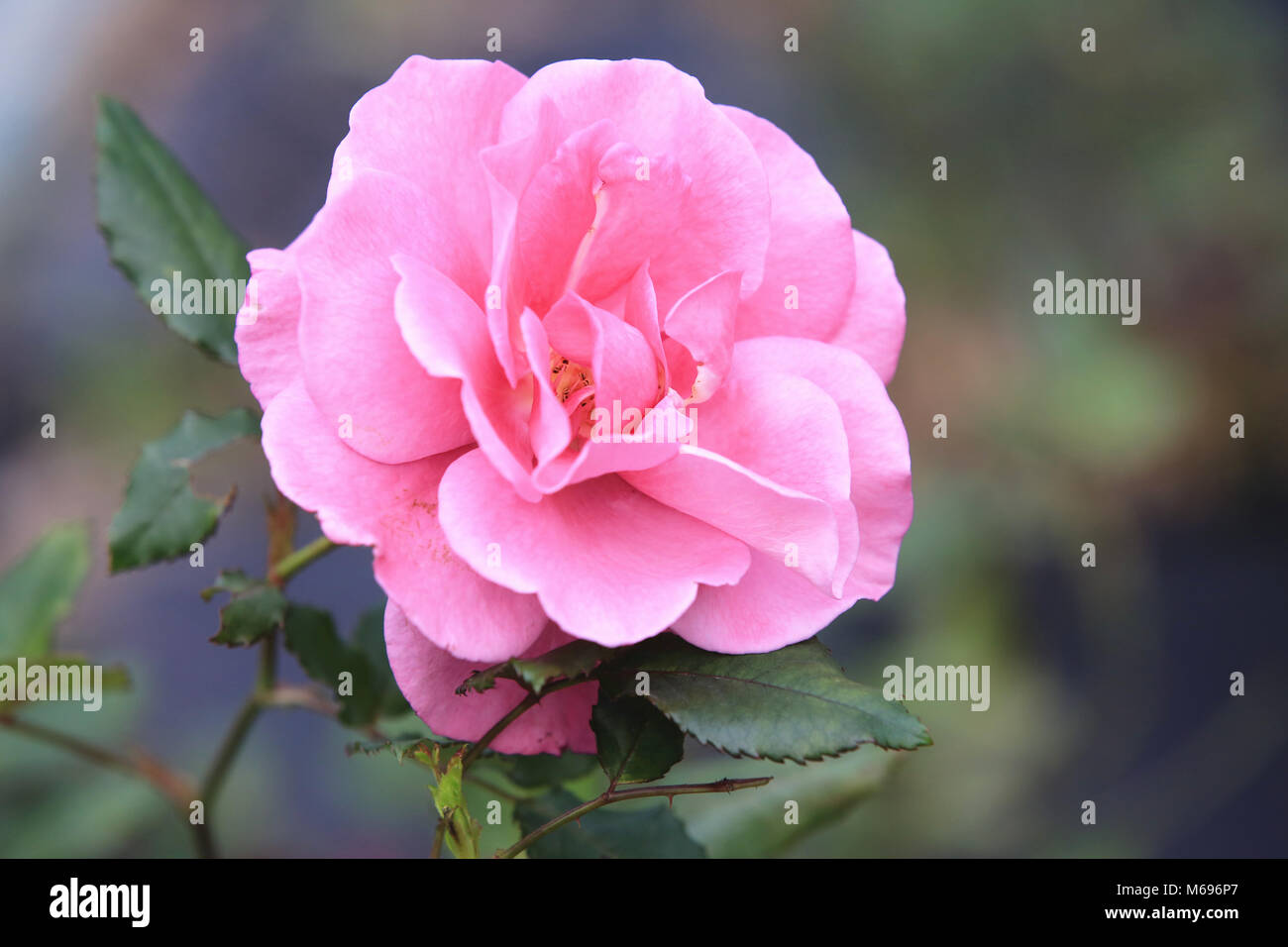 Pink rose,beautiful pink rose blooming in the garden in spring,closeup ...