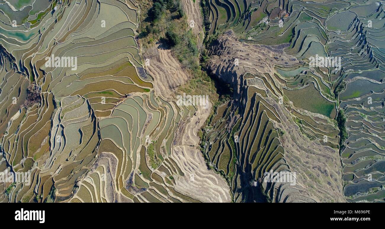Rice paddies filled with water, creating breathtaking patterns. Aerial ...