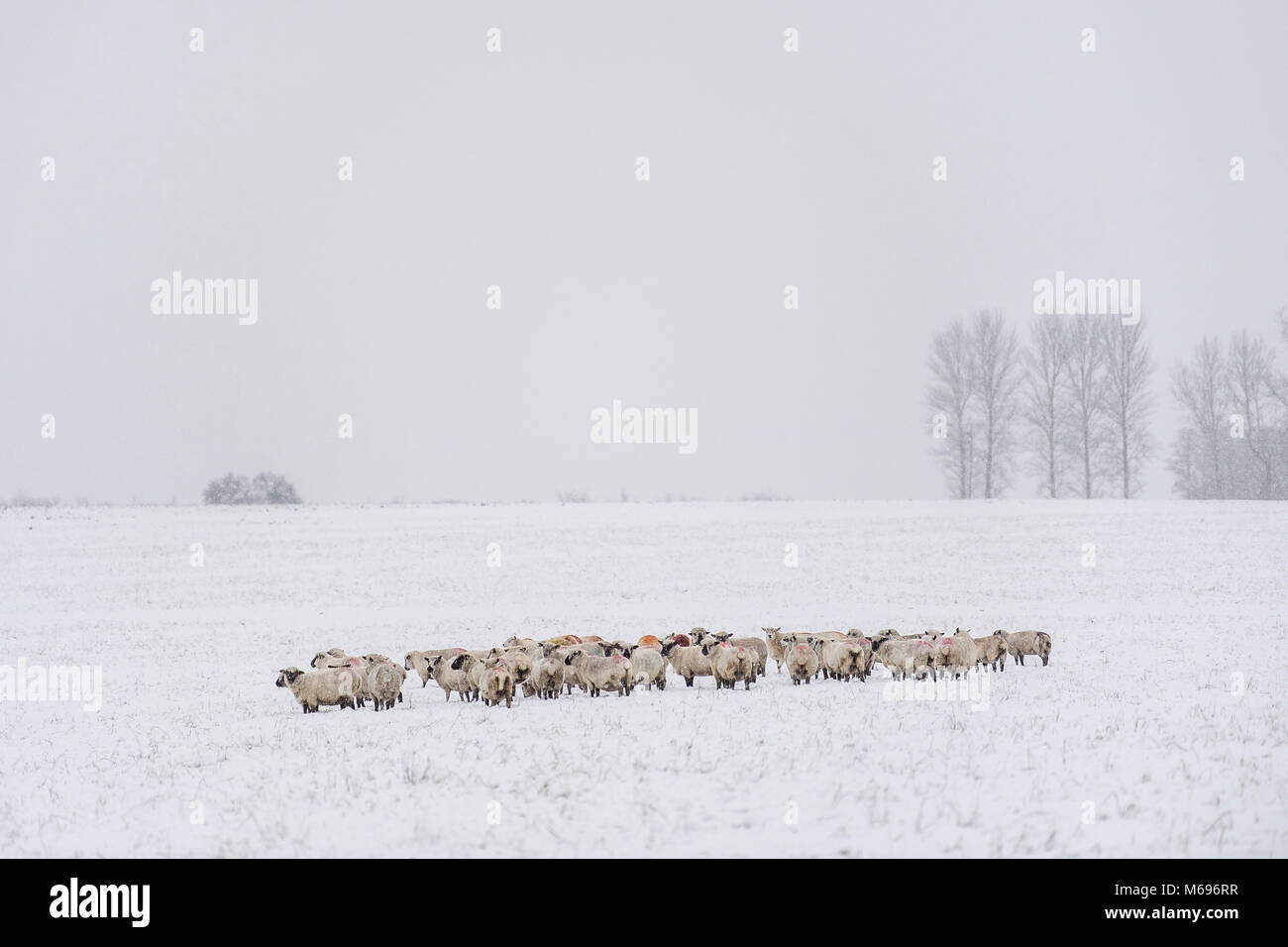 Freezing lamb hi-res stock photography and images - Alamy