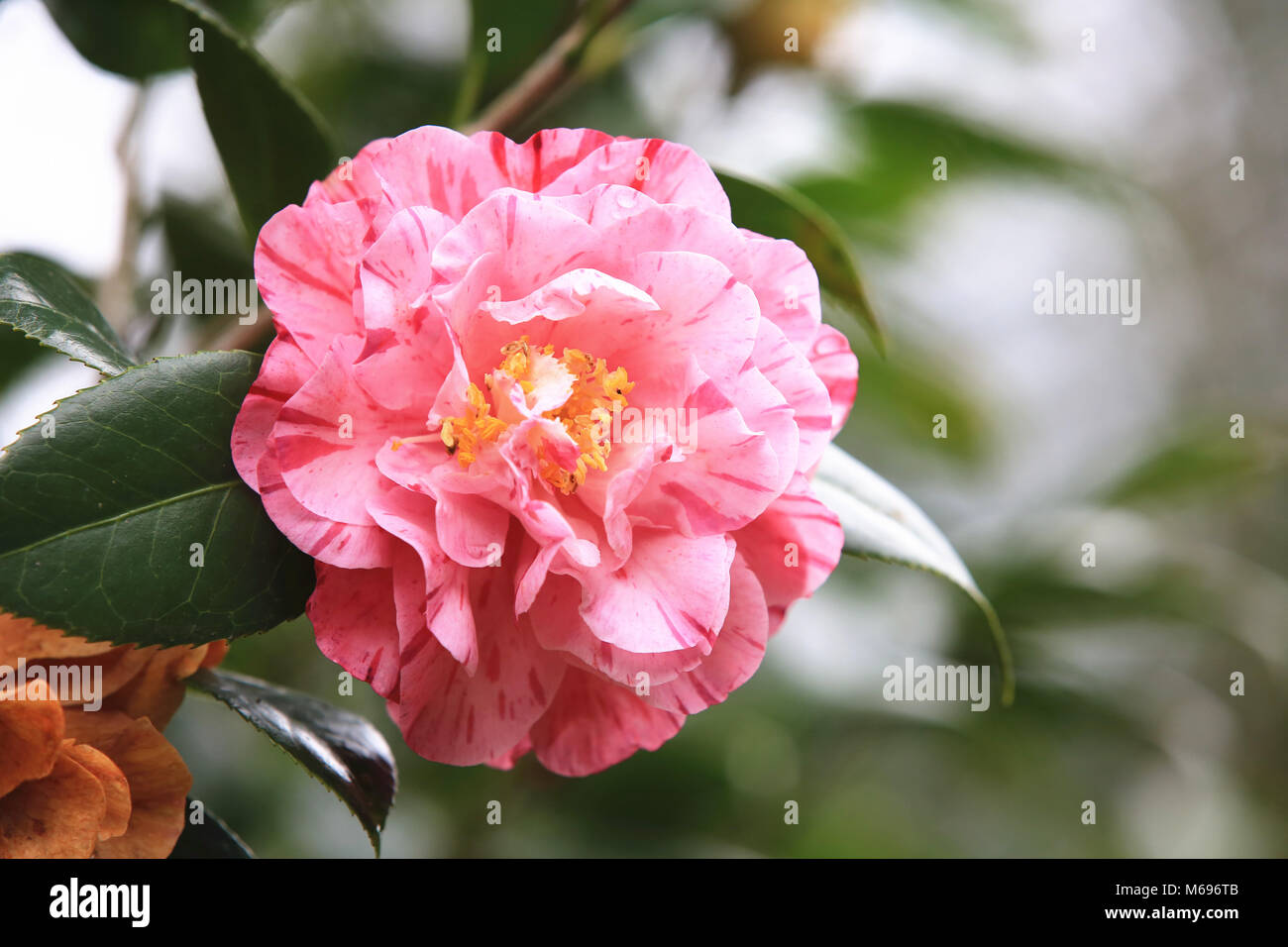 Pink Camellia flower with raindrop,beautiful pink with red flower ...