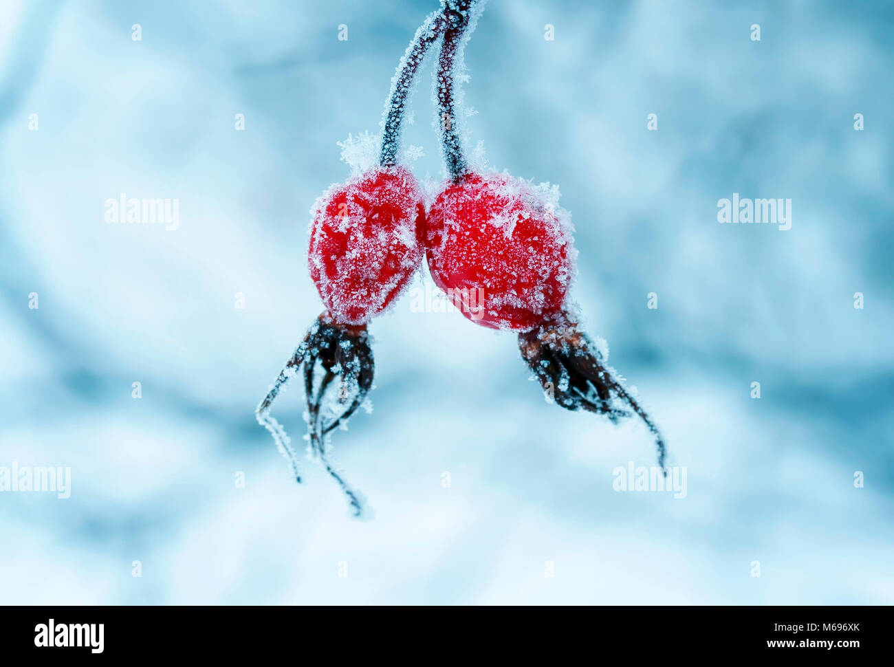 a pair of red juicy frozen rose hip berries covered with frosty white ...