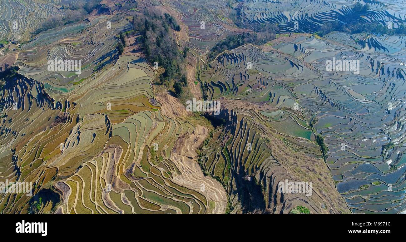 Rice paddies filled with water, creating breathtaking patterns. Aerial ...