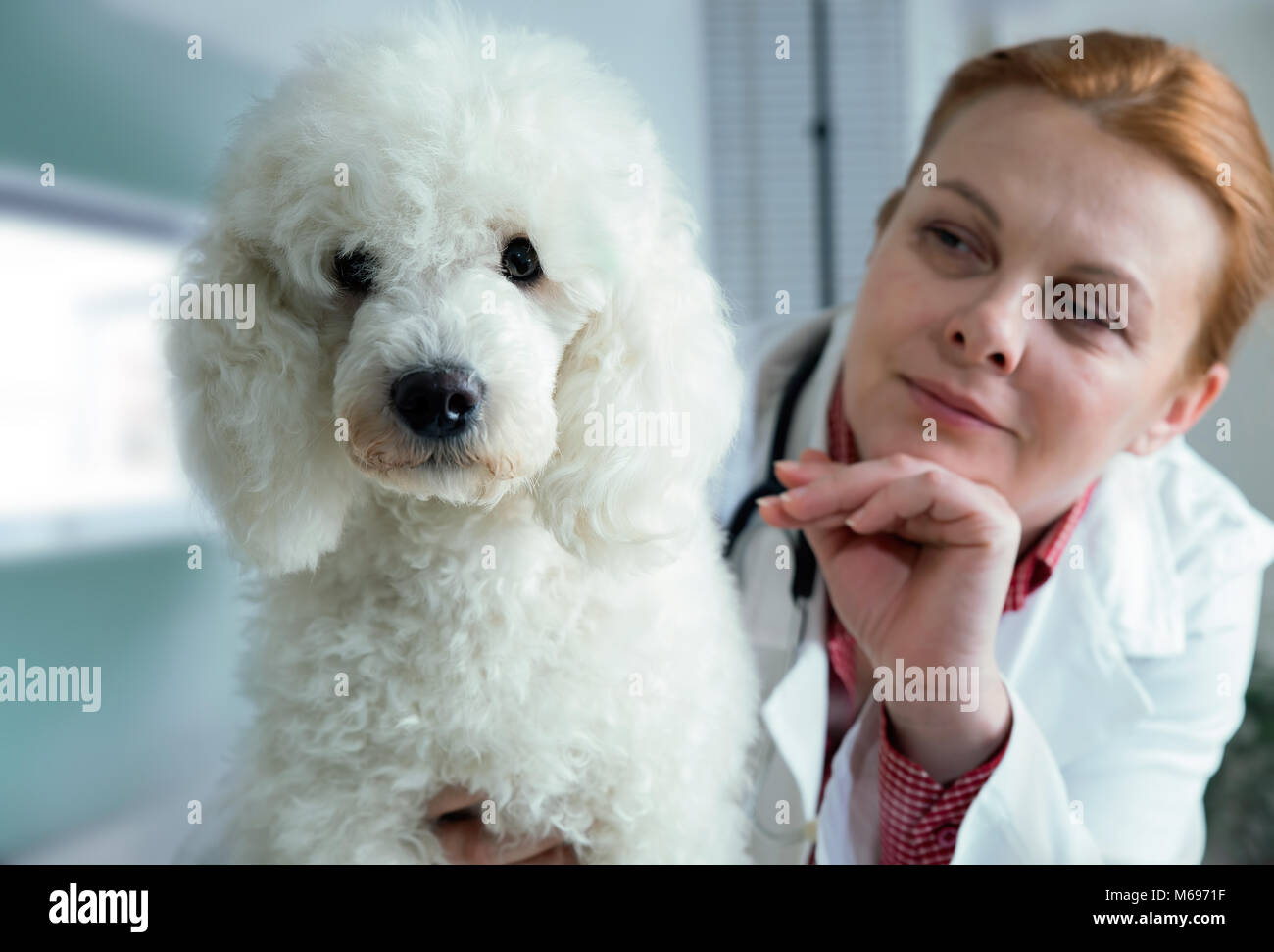 French white pooder and veterinarian at the clinic Stock Photo - Alamy