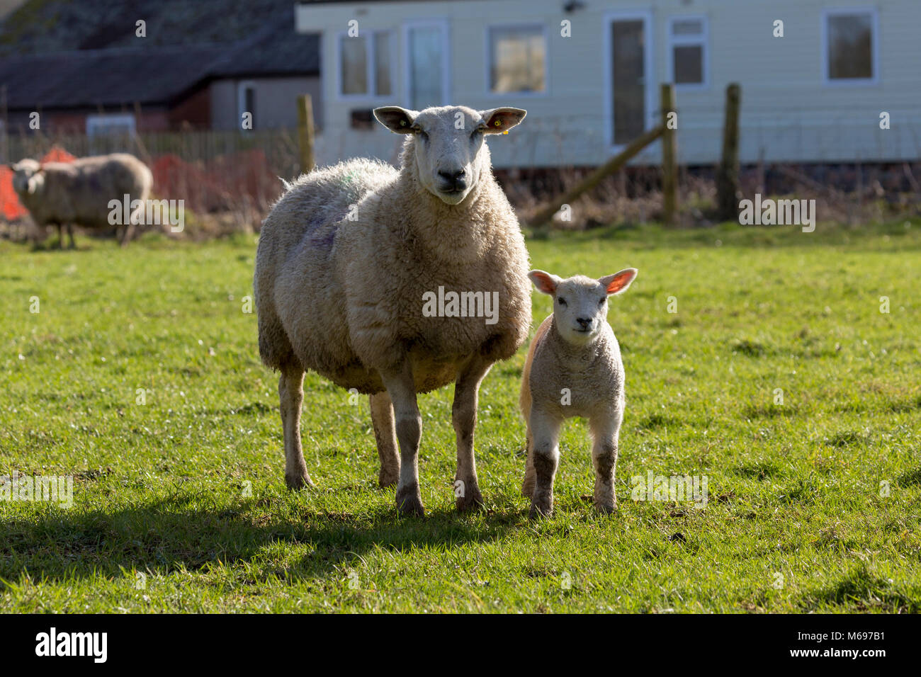 Female sheep hi-res stock photography and images - Alamy
