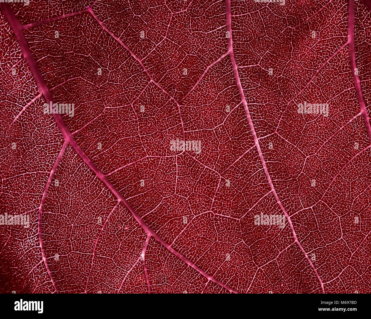 natural bright background of juicy red leaf texture with translucent ...