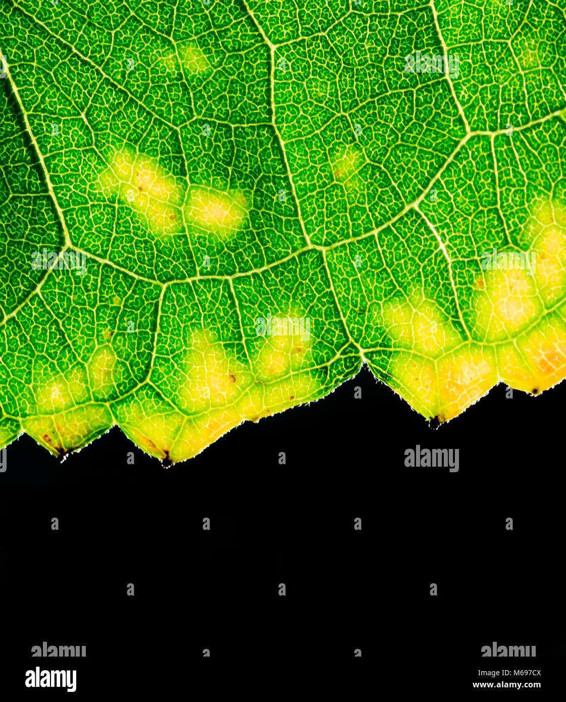 background of carved green leaf texture with translucent veins on black ...