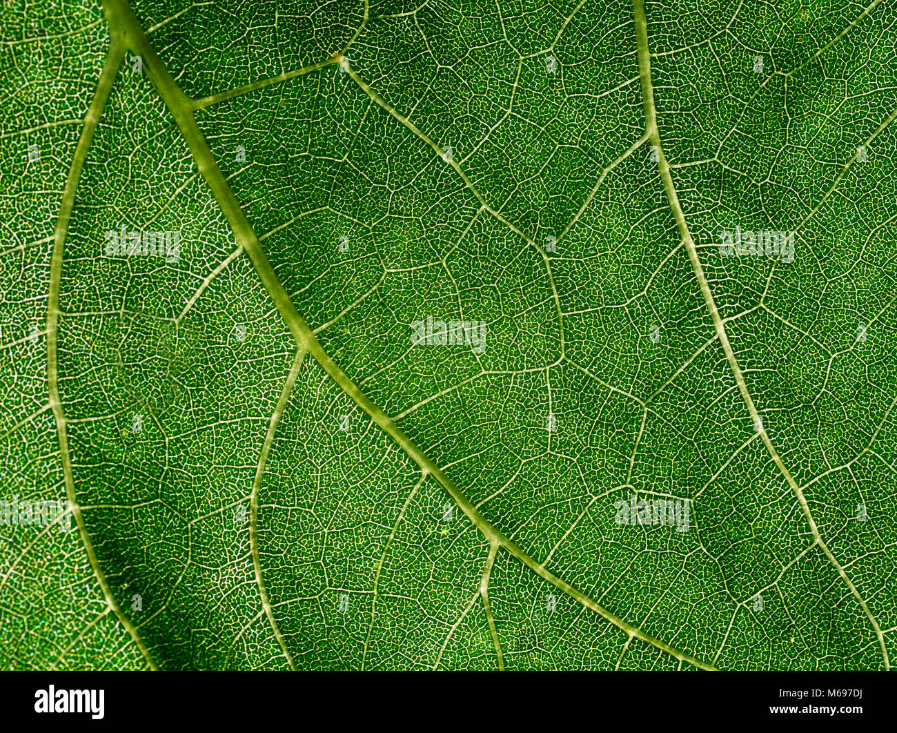 natural bright background of juicy green leaf texture with translucent ...
