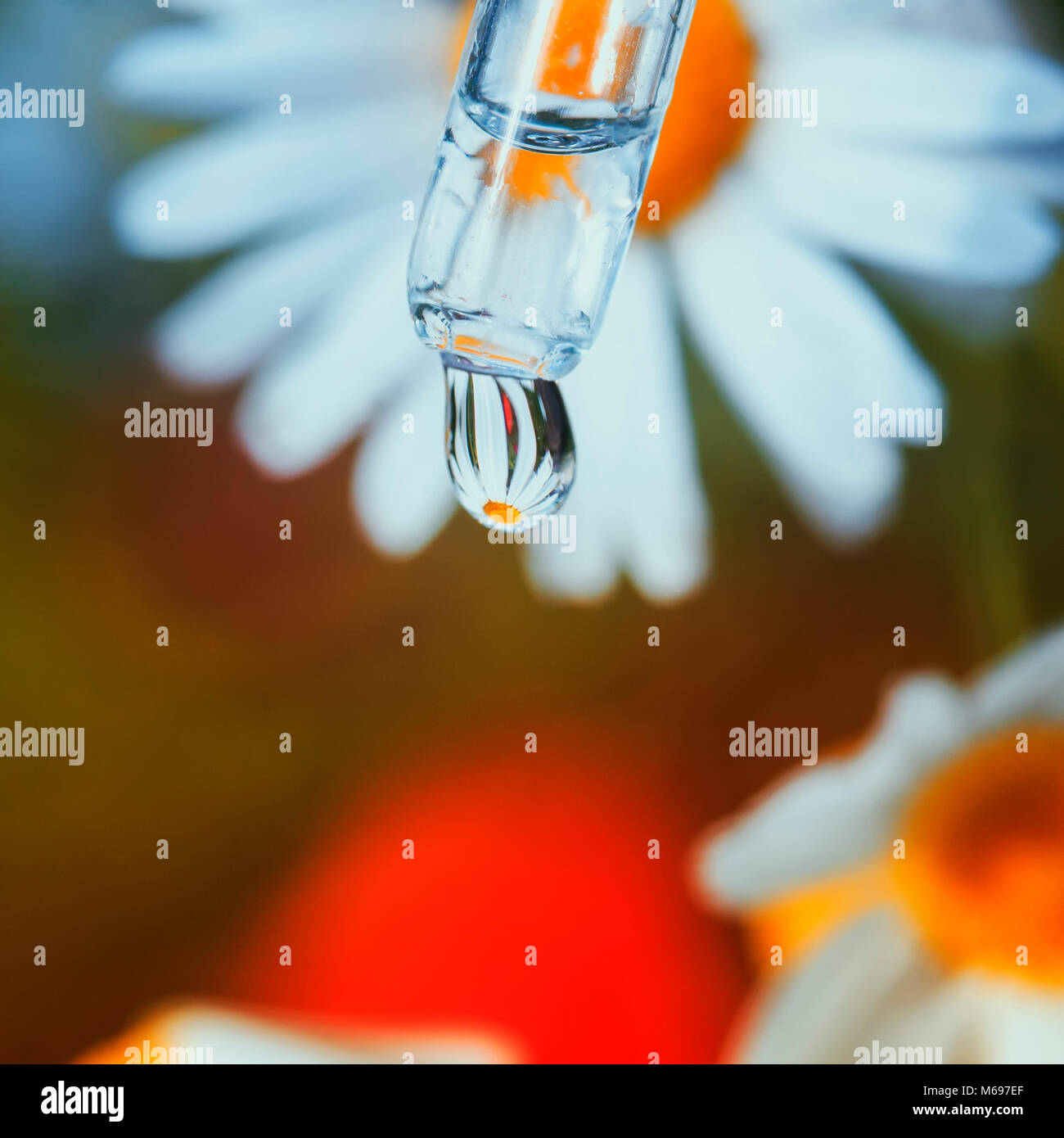 clear drop of fragrant oil with the reflection of the Daisy flower ...