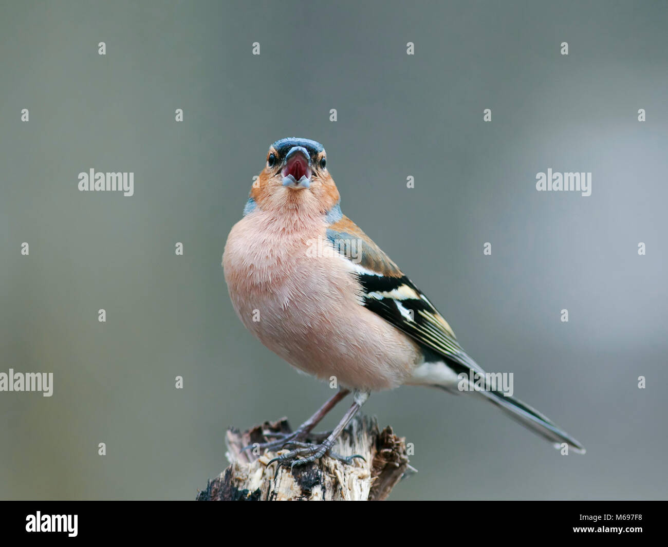 portrait of little beautiful bird Finch singing trill in spring forest ...