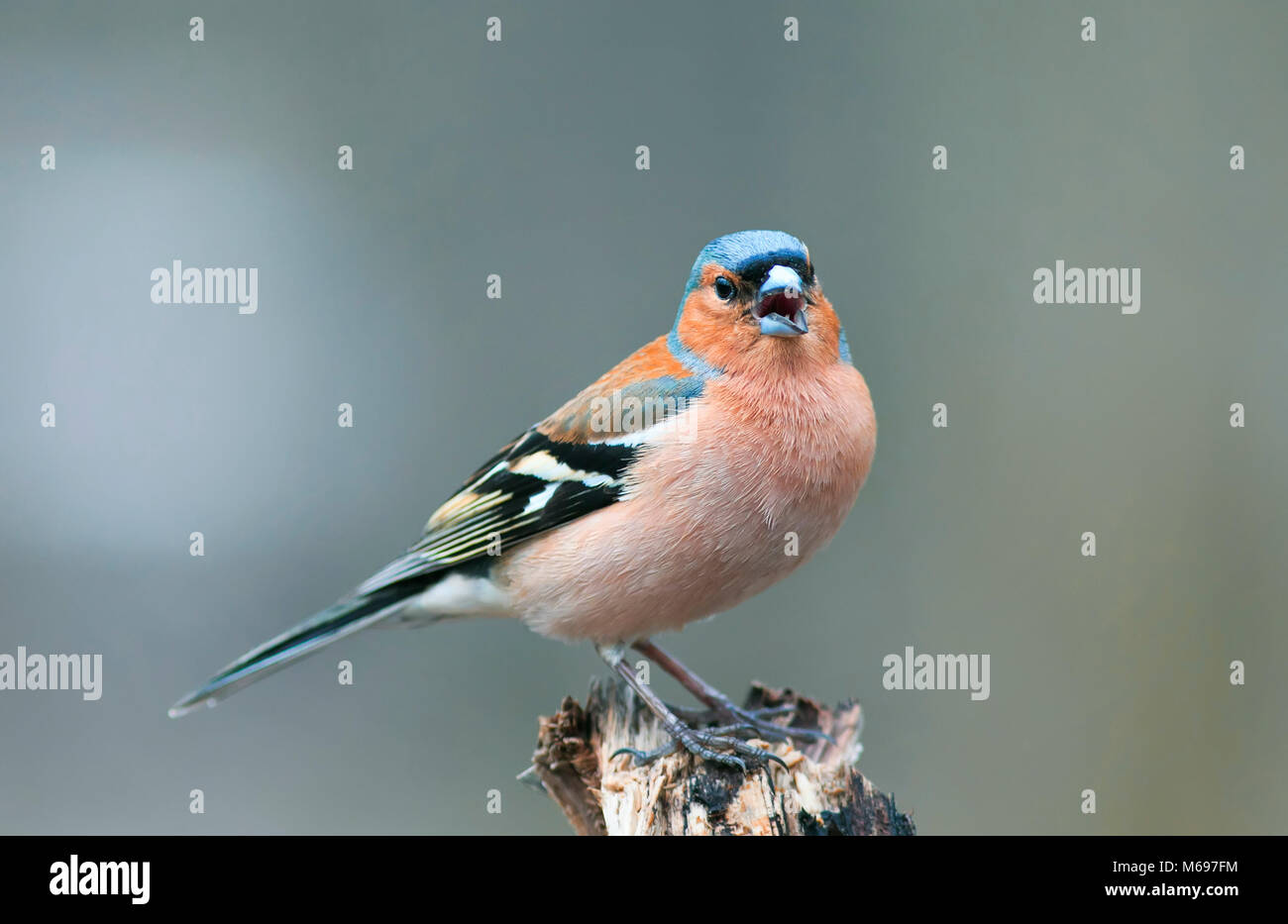 portrait of little beautiful bird Finch singing trill in spring forest ...