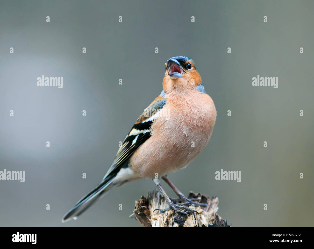 cute portrait of little beautiful bird Finch sings trill in spring ...