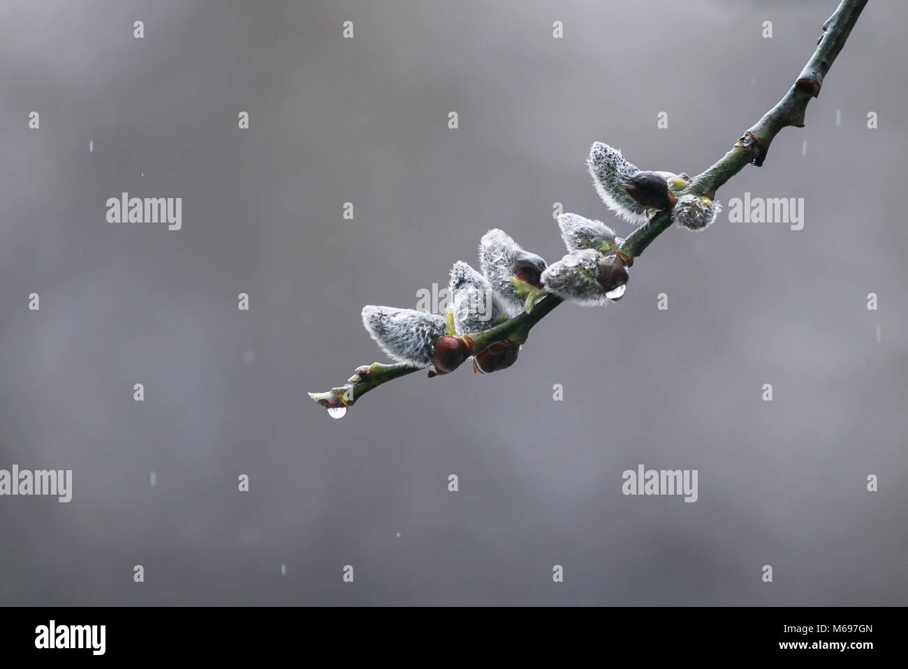 the soft fluffy willow buds covered with rain drops blooming in early ...