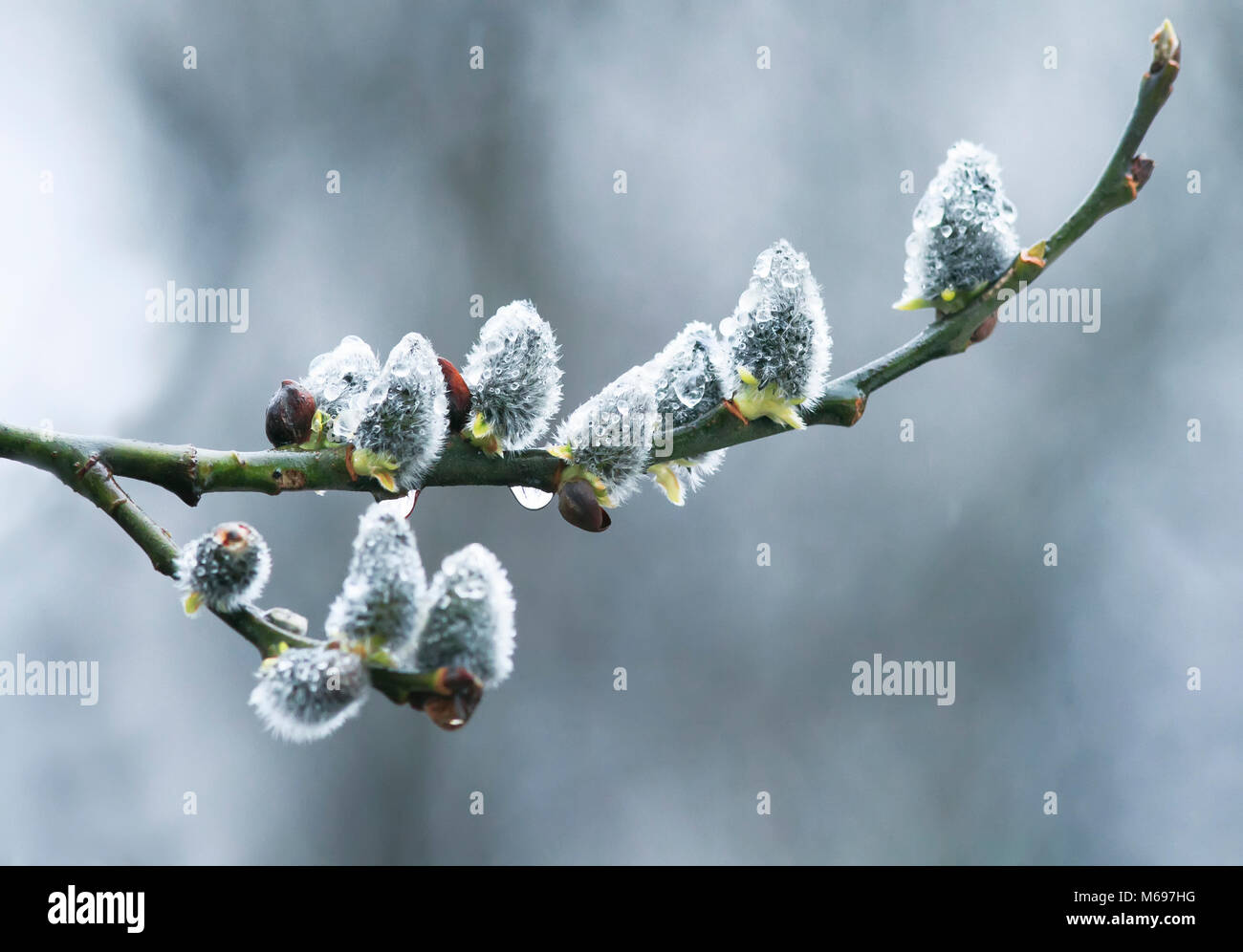 branches soft fluffy willow buds covered with rain drops blooming in ...