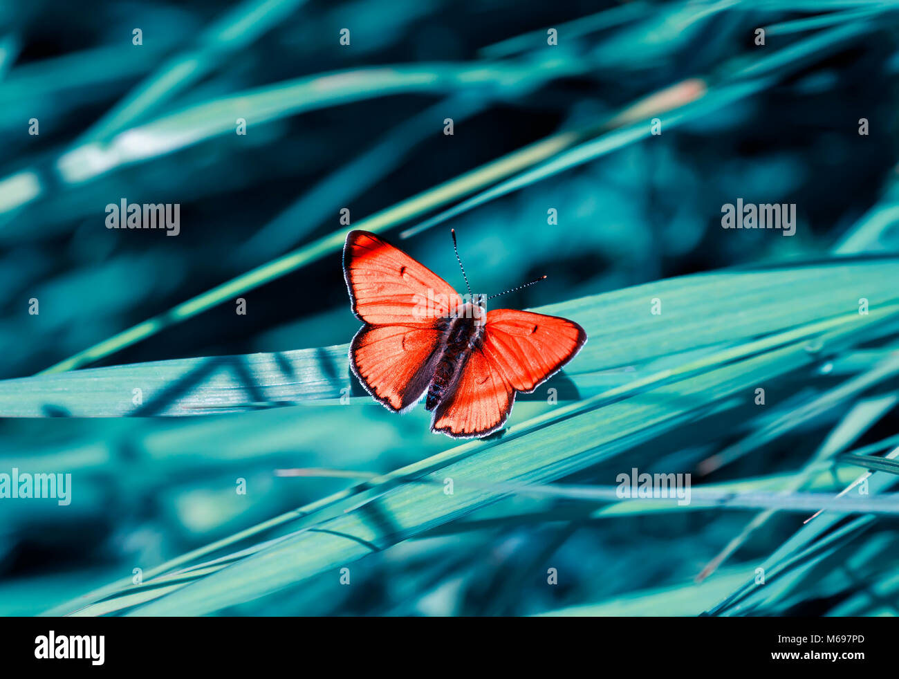 bright orange little butterfly sits on the background of a blue ...