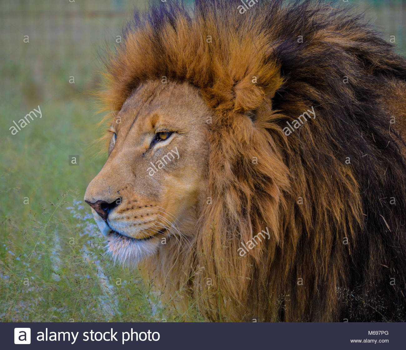 The Big Five Game High Resolution Stock Photography and Images - Alamy