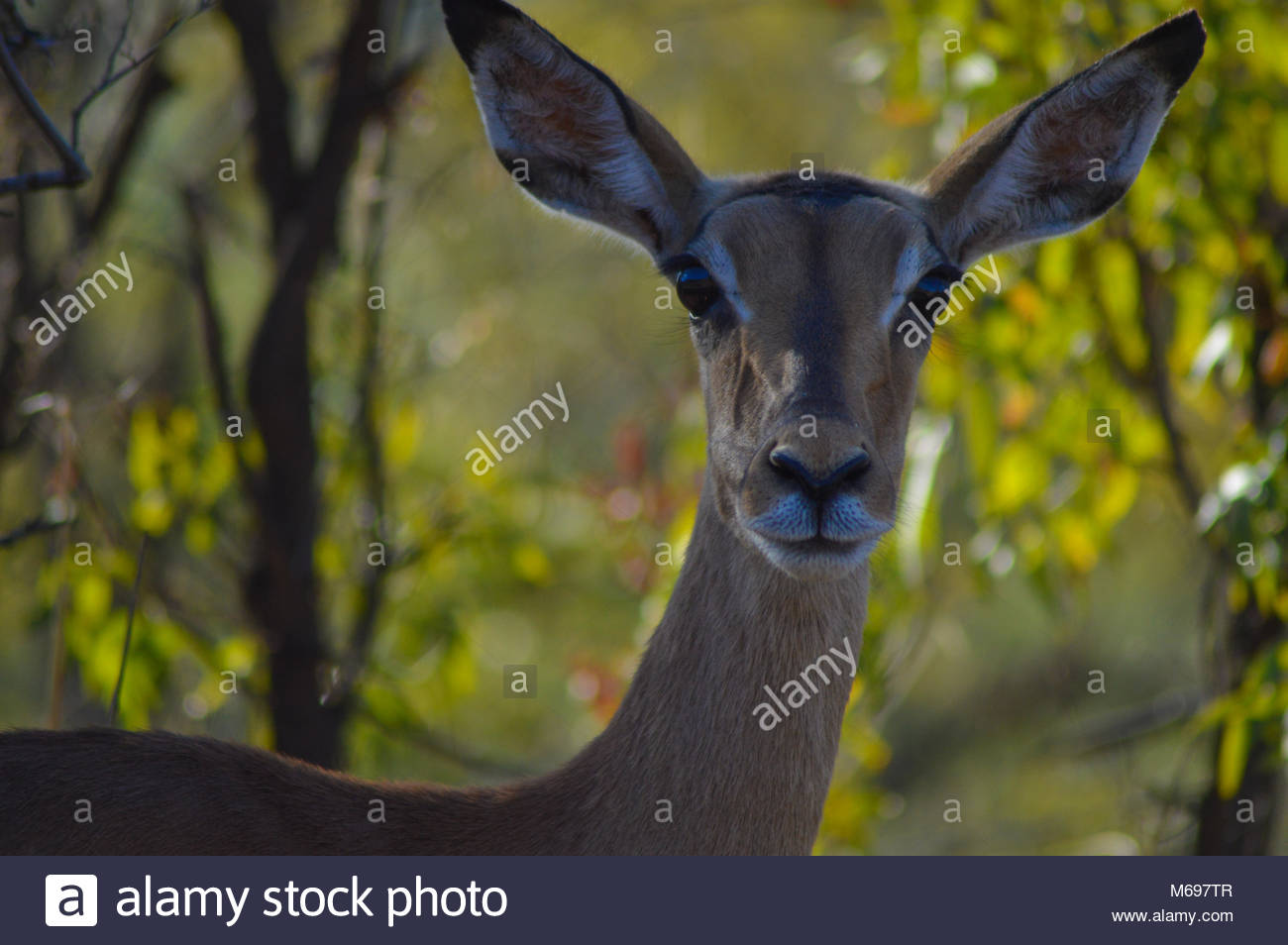 The Big Five Game High Resolution Stock Photography and Images - Alamy