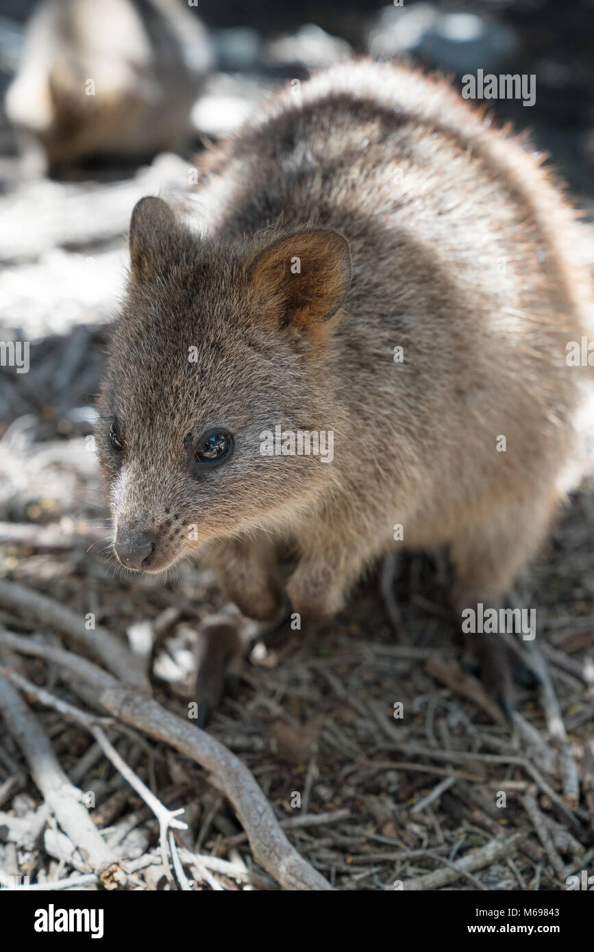 Quokka, Setonix brachyurus, image was taken on Rottnest Island, Western ...