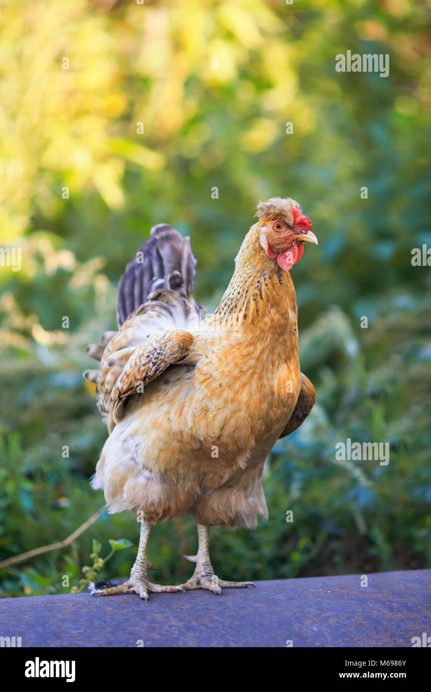 Cackle hi-res stock photography and images - Alamy