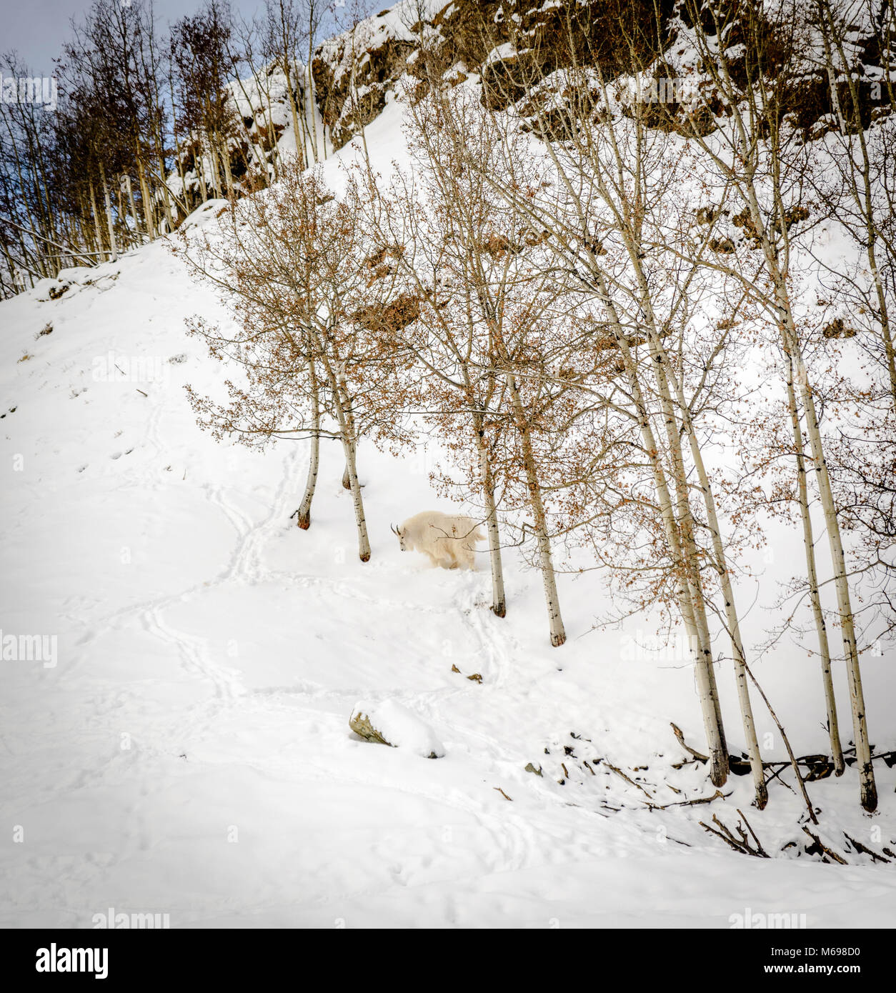 Yukon wildlife preserve territory hi-res stock photography and images ...