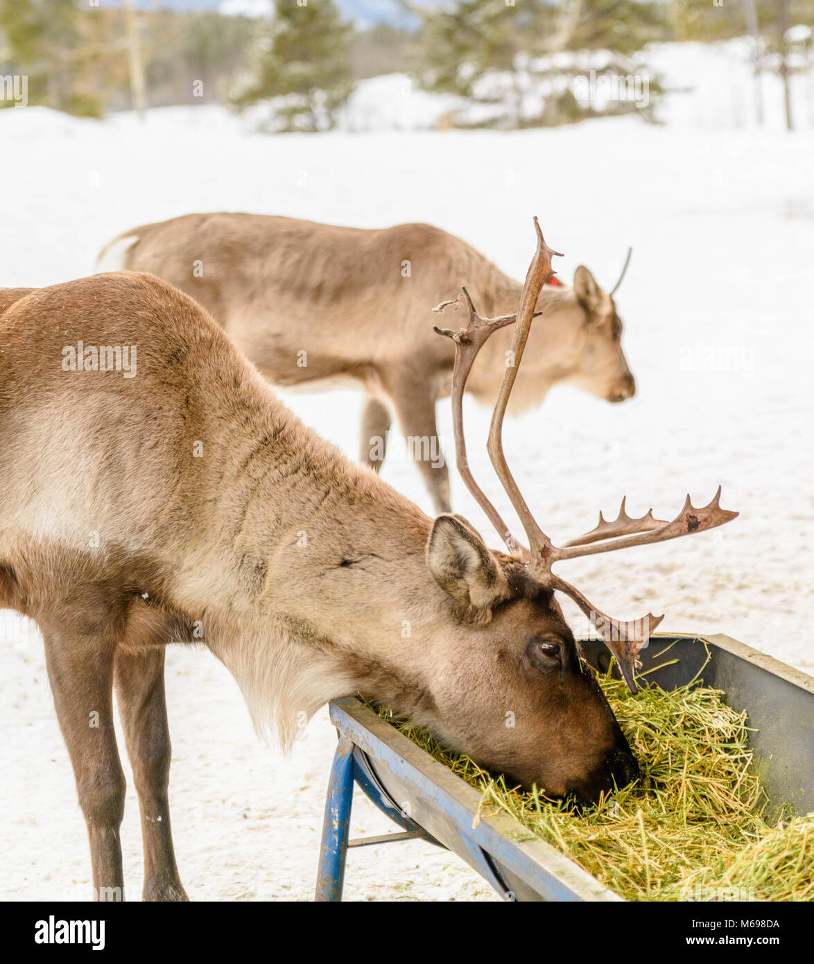 Yukon Wildlife Preserve, Yukon Territory, Canada Stock Photo - Alamy