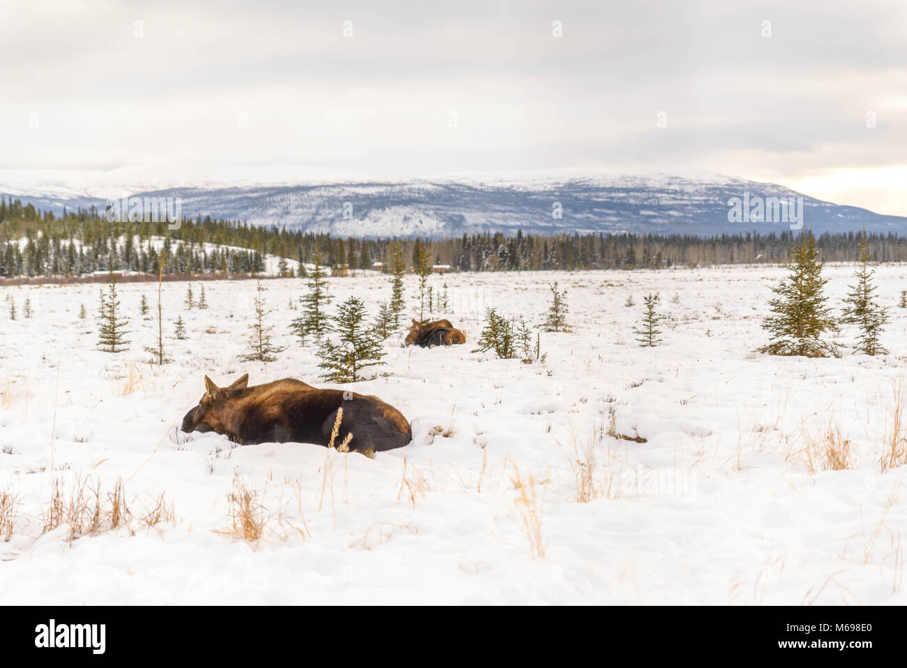 Yukon Wildlife Preserve, Yukon Territory, Canada Stock Photo - Alamy