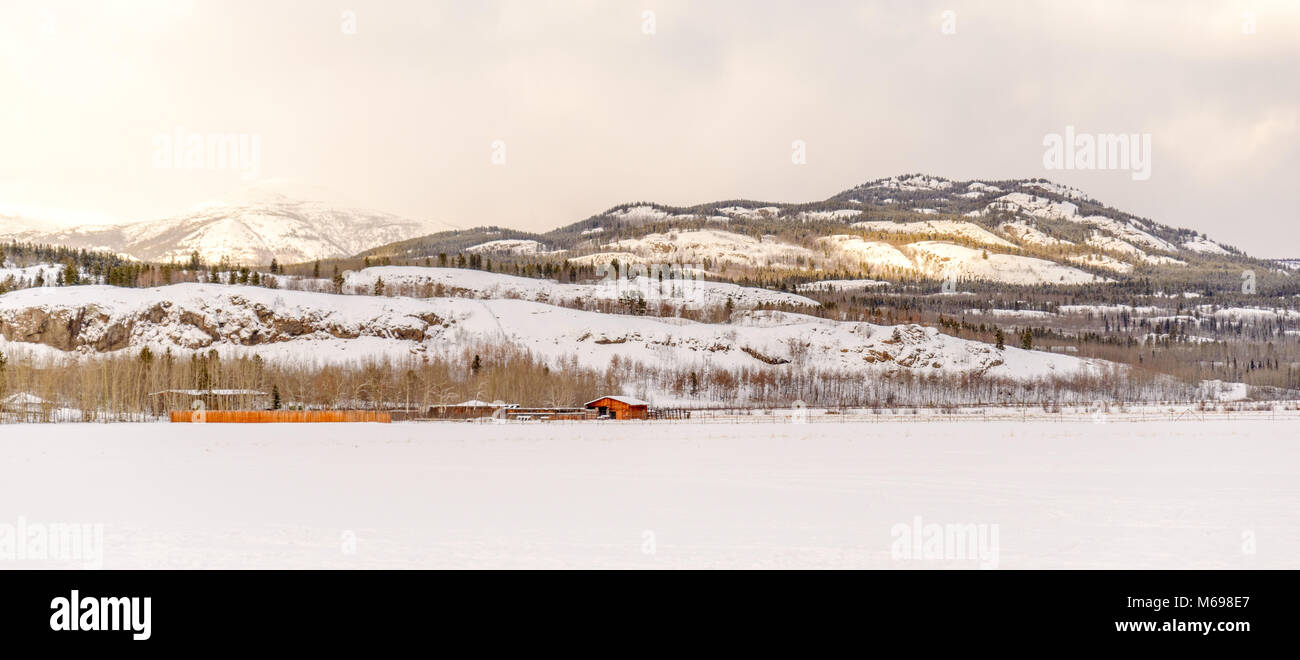 Yukon Wildlife Preserve, Yukon Territory, Canada Stock Photo - Alamy