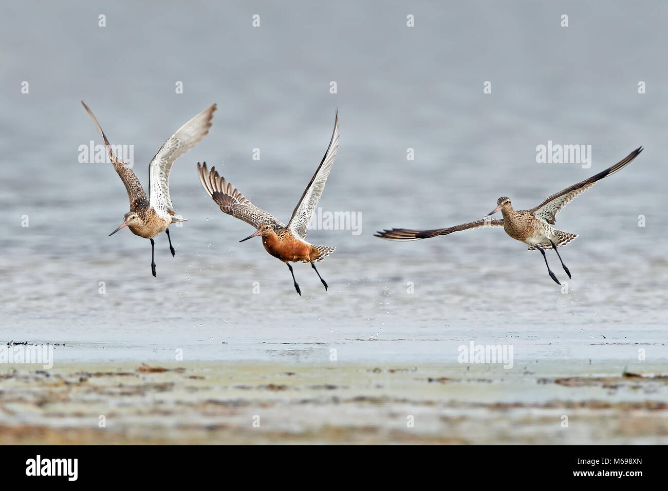 Bar-tailed godwits in flight with blue water in the background Stock ...