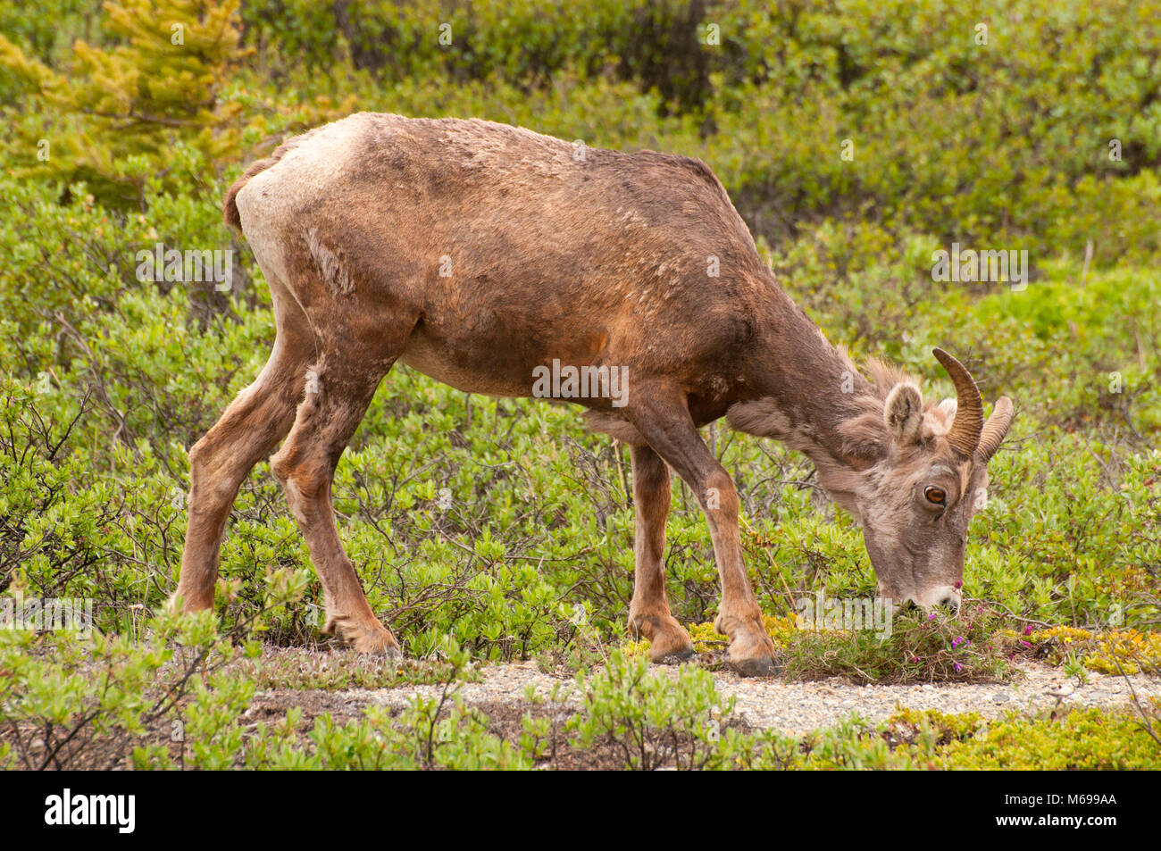 Bighorn sheep, Jasper National Park, AB Stock Photo - Alamy