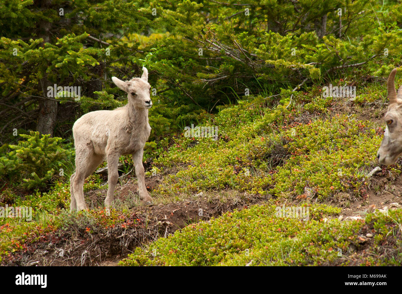 Bighorn sheep, Jasper National Park, AB Stock Photo - Alamy