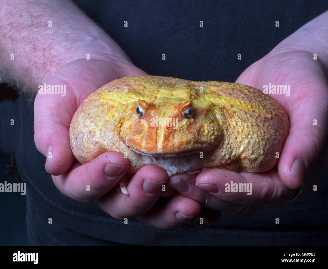 Argentine horned frog Ceratophrys ornata Albino variety Stock Photo - Alamy